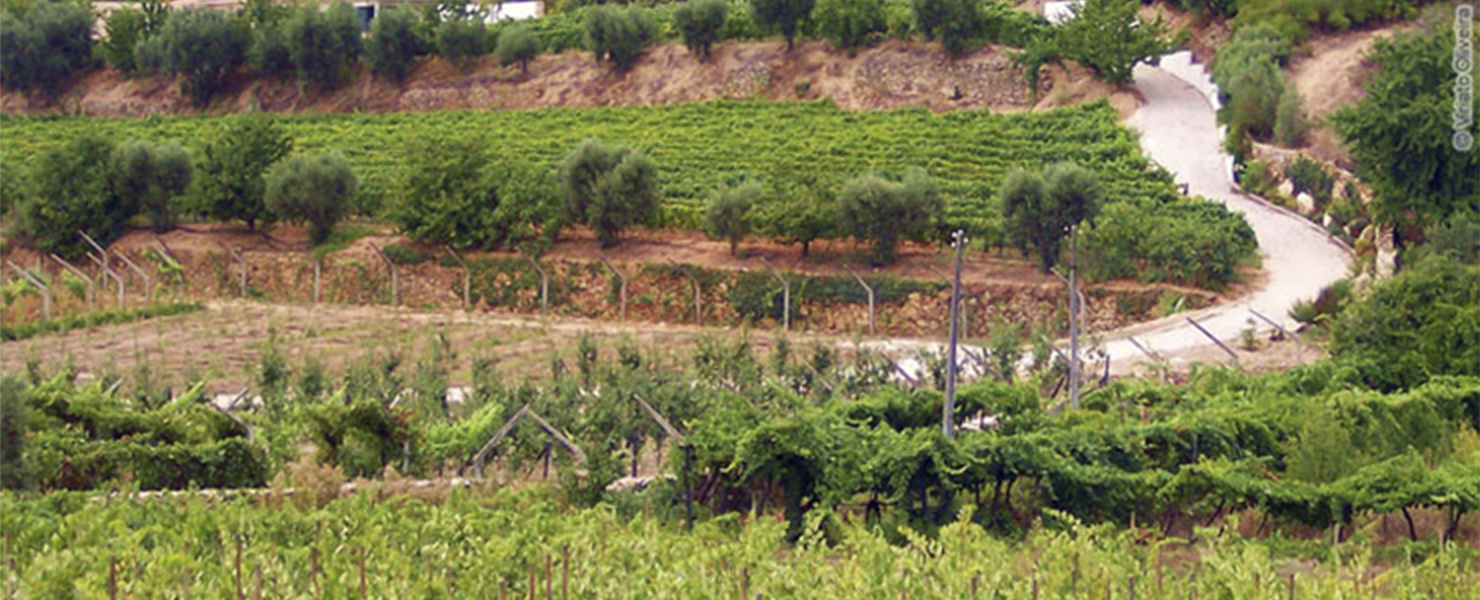 Távora-Varosa タヴォラ・ヴァローザ │ Wines of Portugal 公式サイト